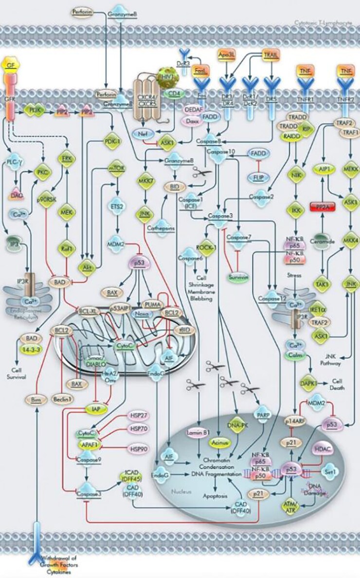 Intrinsic and Extrinsic Pathways of Apoptosis | Thermo Fisher ...