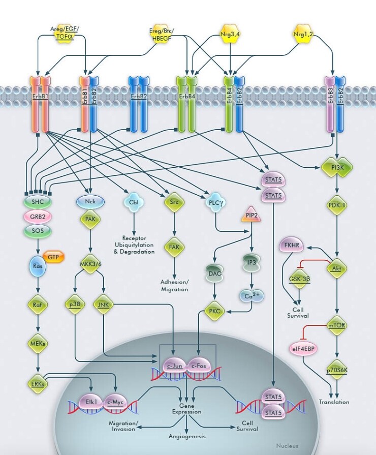 ErbB Family Pathway | Thermo Fisher Scientific - CN
