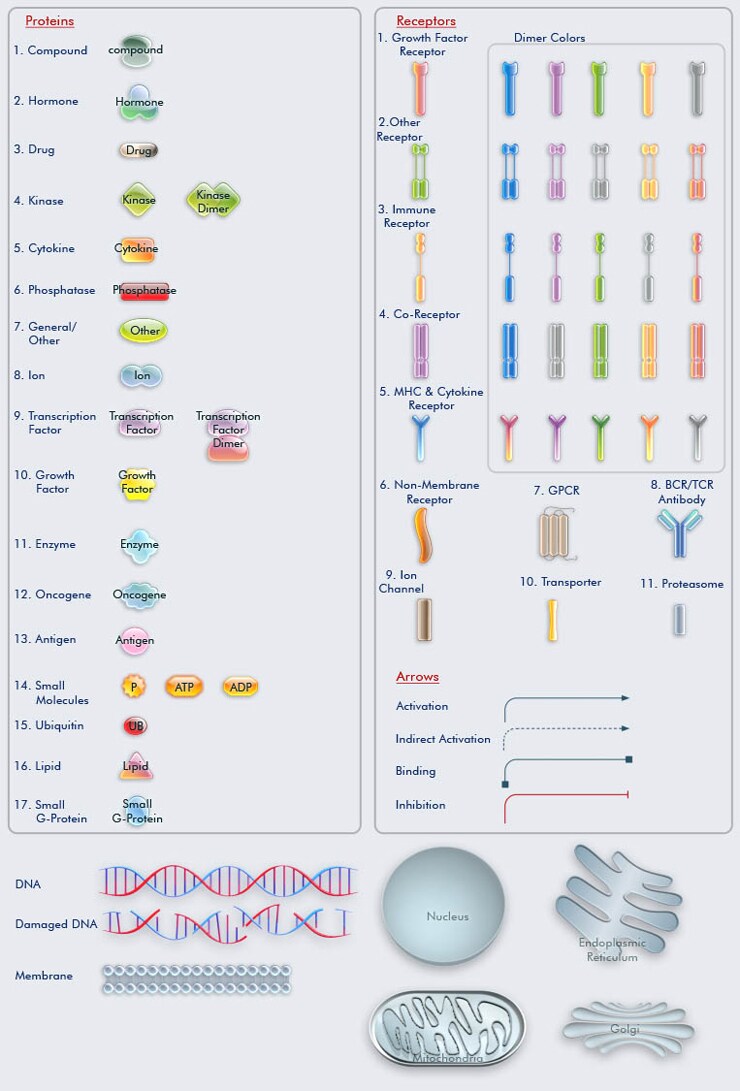 ErbB Family Pathway | Thermo Fisher Scientific - CN