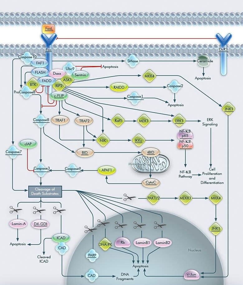 Fas Pathway | Thermo Fisher Scientific - CN