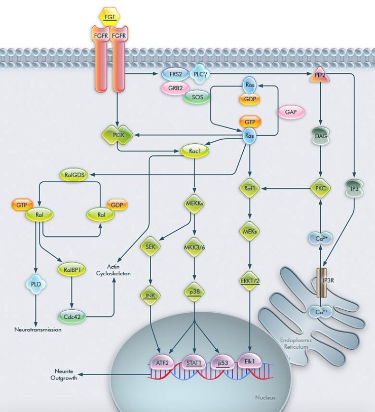 FGF Pathway | Thermo Fisher Scientific - CN