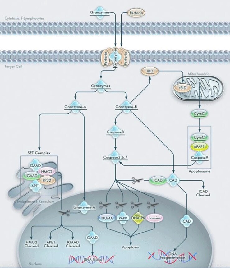 Granzyme A and Granzyme B Pathway | Thermo Fisher Scientific - CN