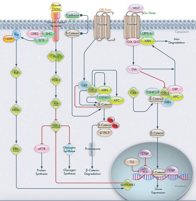 GSK3 Signaling Pathway | Thermo Fisher Scientific - CN