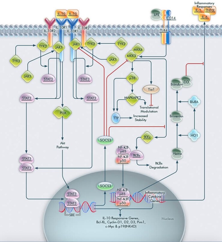 IL-10 Pathway | Thermo Fisher Scientific - CN