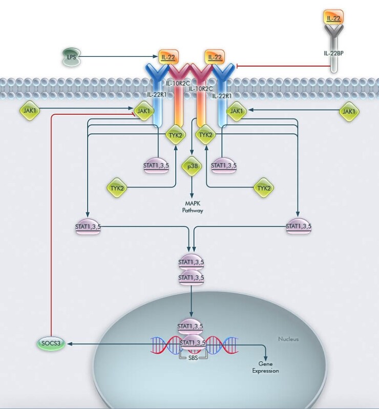 IL-22 Pathway | Thermo Fisher Scientific - CN