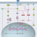 Innate Immunity Pathways | Thermo Fisher Scientific - CN