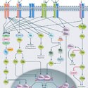 Cell Signaling Pathways | Thermo Fisher Scientific - CN