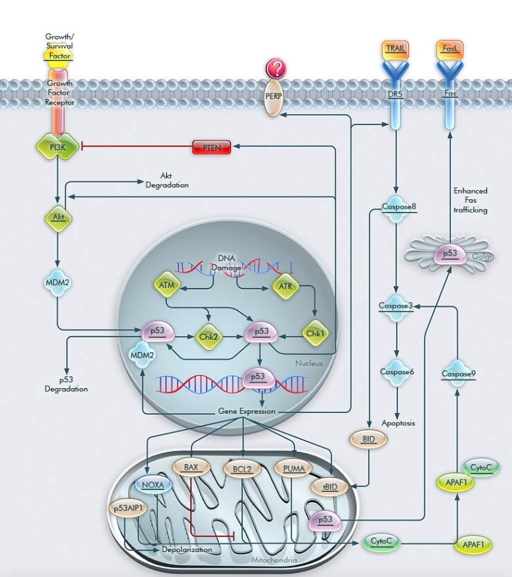 p53 Pathway for Apoptosis Signaling | Thermo Fisher Scientific - CN