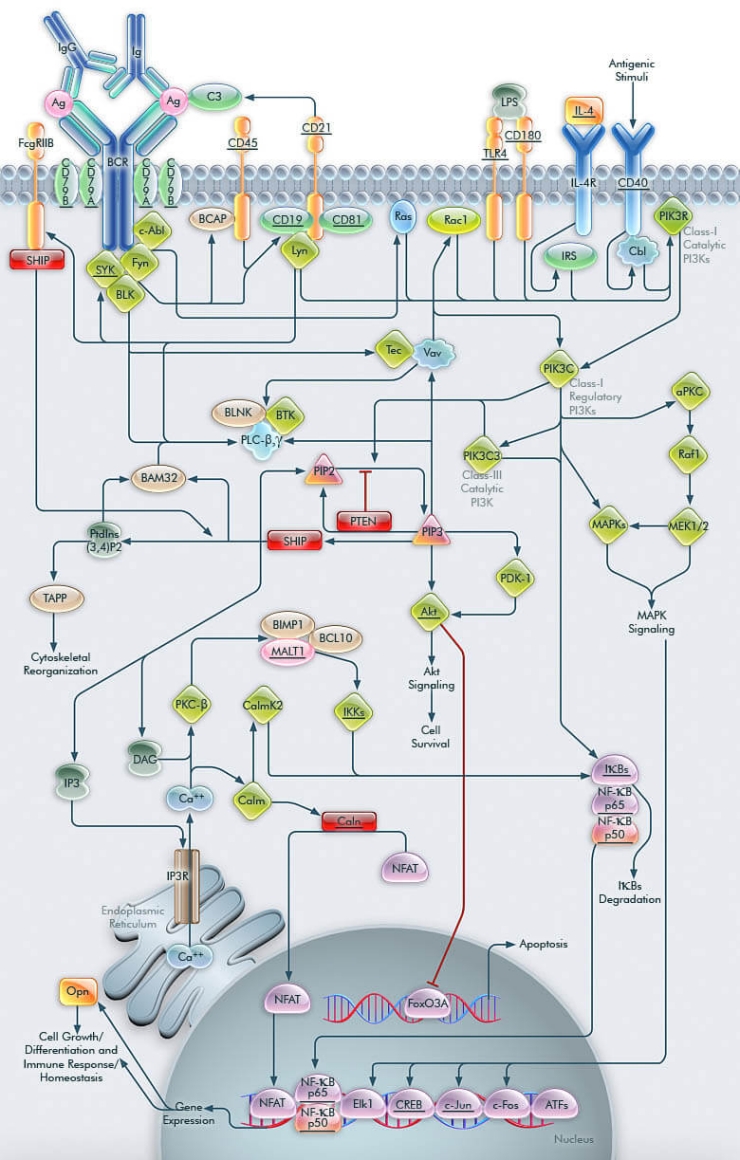 PI3K Signaling in B-Lymphocytes | Thermo Fisher Scientific - CN