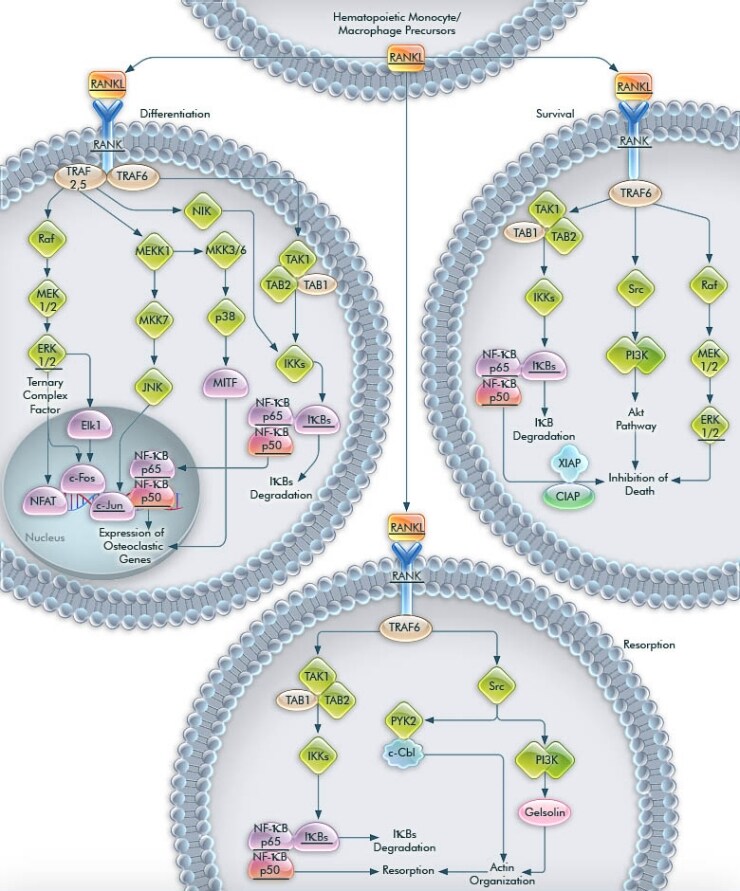 RANK Signaling in Osteoclasts | Thermo Fisher Scientific - CN