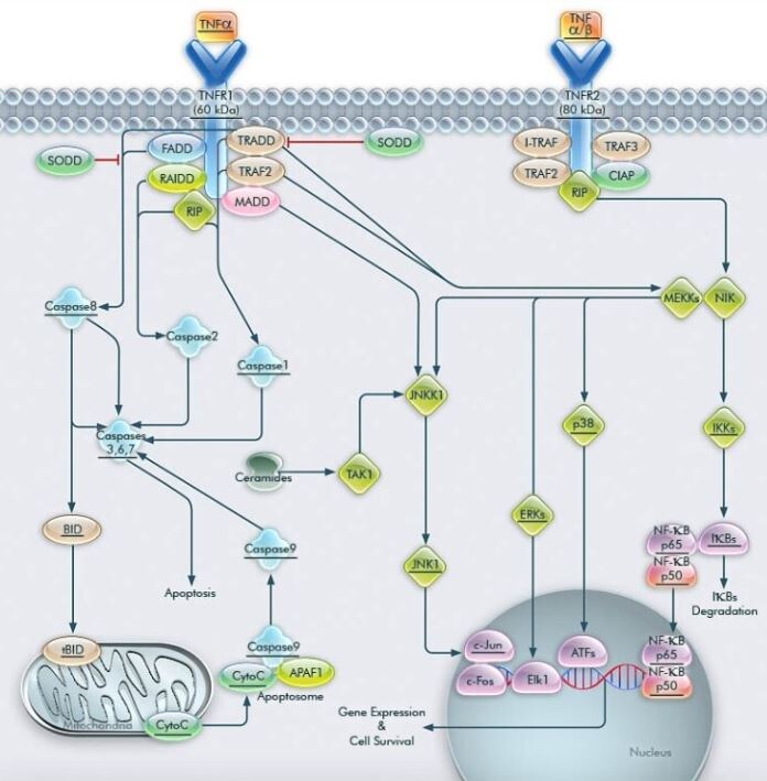 TNF Signaling Pathway | Thermo Fisher Scientific - CN