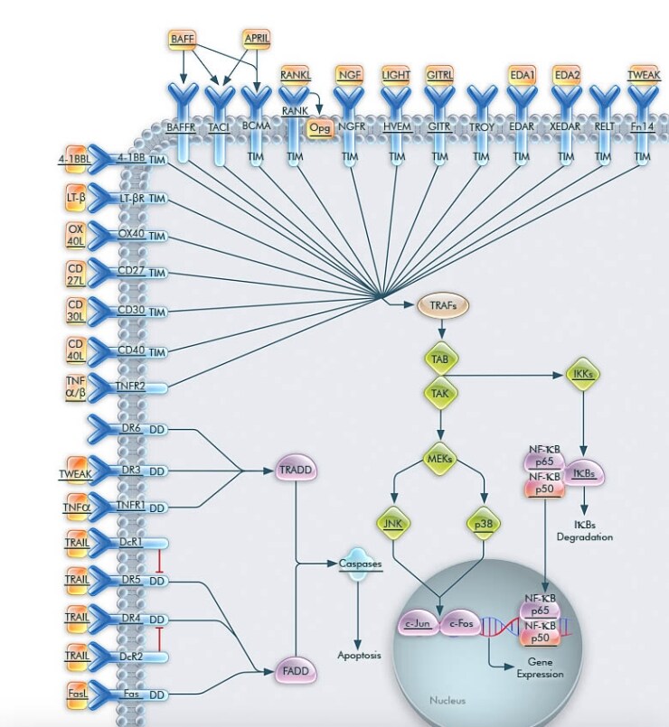 TNF Superfamily Pathway | Thermo Fisher Scientific - CN