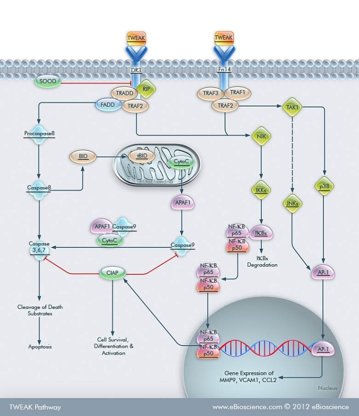 TWEAK Pathway | Thermo Fisher Scientific - CN