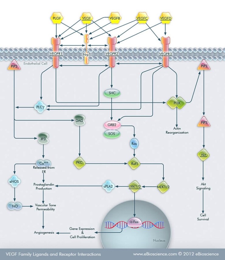 VEGF Pathway | Thermo Fisher Scientific - CN