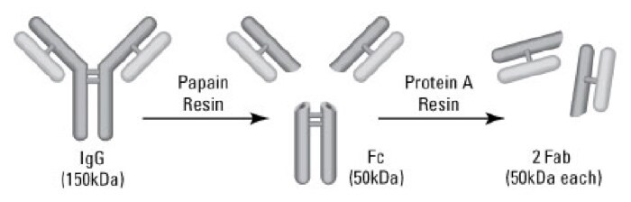 Antibody Fragmentation Kits | Thermo Fisher Scientific - CN