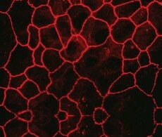 Custom Goat Polyclonal Antibody Production Protocols | Thermo Fisher ...