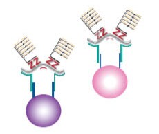 eBioscience产品 | Thermo Fisher Scientific - CN