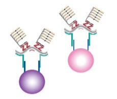 eBioscience产品 | Thermo Fisher Scientific - CN