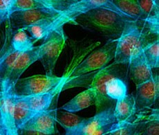 eBioscience | Thermo Fisher Scientific - CN