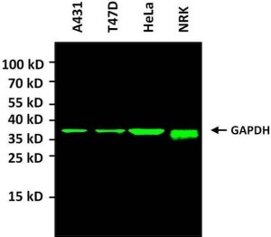 GAPDH内参抗体 | Thermo Fisher Scientific - CN