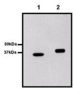 GST标签抗体 | Thermo Fisher Scientific - CN