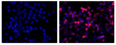 His Tag Antibodies | Thermo Fisher Scientific - CN