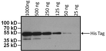His Tag Antibodies | Thermo Fisher Scientific - CN