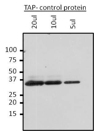 TAP标签抗体 | Thermo Fisher Scientific - CN