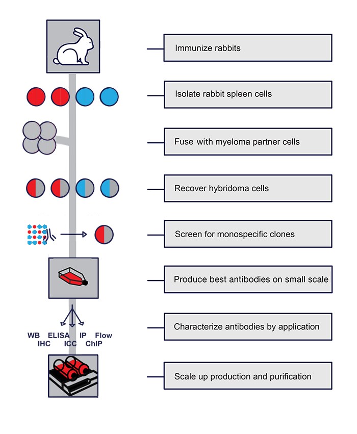 兔单克隆抗体 | Thermo Fisher Scientific - CN
