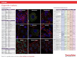 Organelle Marker Antibodies | Thermo Fisher Scientific - CN