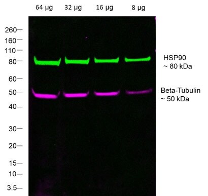 F(ab) 和 F(ab’)2 片段二抗 | Thermo Fisher Scientific - CN