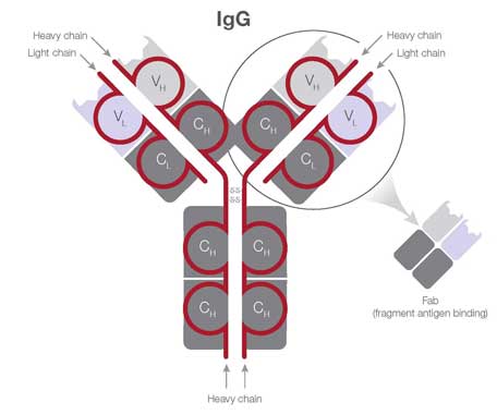 F(ab) and F(ab’)2 Fragment Secondary Antibodies | Thermo Fisher ...