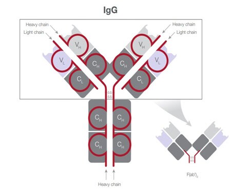 F(ab) and F(ab’)2 Fragment Secondary Antibodies | Thermo Fisher ...