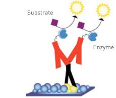 Anti-Pig Secondary Antibodies | Thermo Fisher Scientific - CN