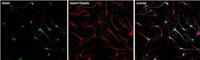Anti-Rabbit Secondary Antibodies | Thermo Fisher Scientific - CN