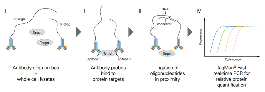 残留蛋白定量 | Thermo Fisher Scientific - CN