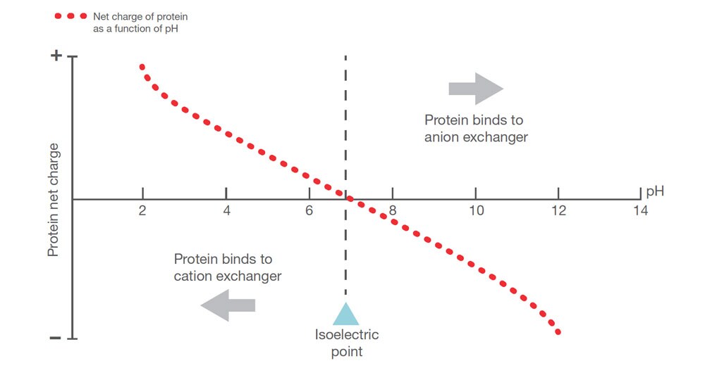 Ion Exchange Chromatography Resins | Thermo Fisher Scientific - CN