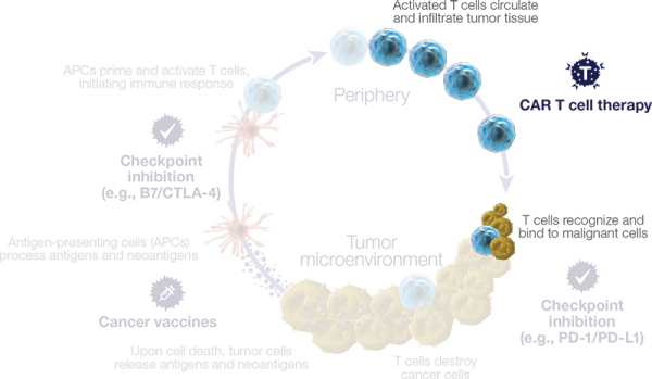 CAR T Cell Therapy Research | Thermo Fisher Scientific - CN