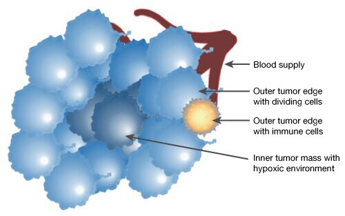 Solid Tumor Research | Thermo Fisher Scientific - CN