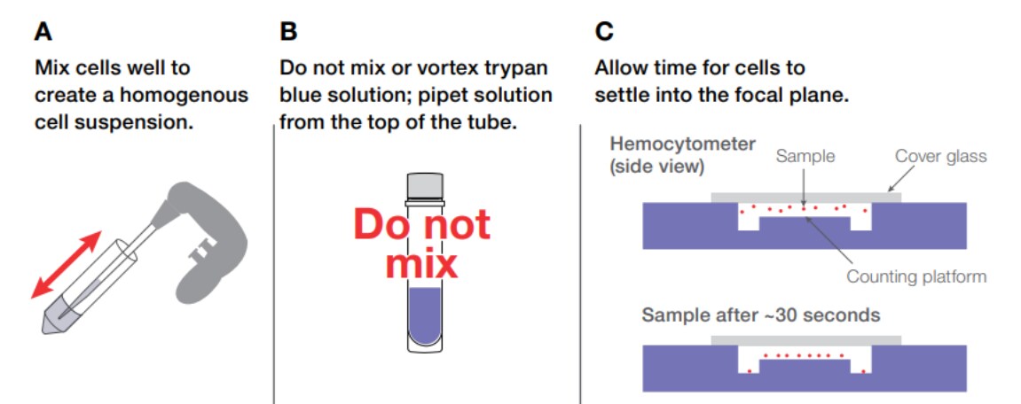 Countess 3 和 Countess 3 FL细胞计数精准计数方法-赛默飞 | Thermo Fisher Scientific - CN