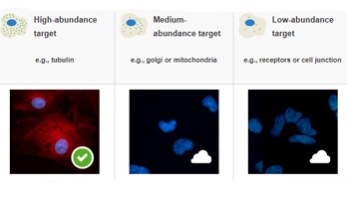 Immunofluorescence Information | Thermo Fisher Scientific - CN