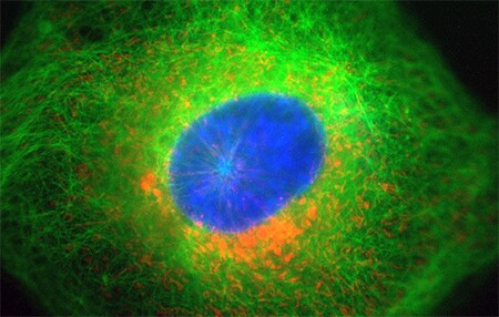 Collecting Z-Stack Image Sequences With the EVOS FL Auto Imaging System ...
