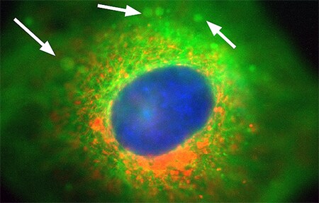 Collecting Z-Stack Image Sequences With the EVOS FL Auto Imaging System ...