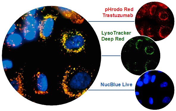 Correlating Internalization and Potency to Accelerate Antibody ...