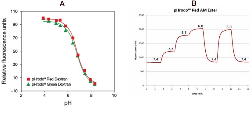 Correlating Internalization and Potency to Accelerate Antibody ...
