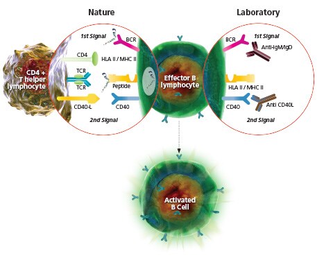 B Cell Activation Functional Assay | Thermo Fisher Scientific - CN