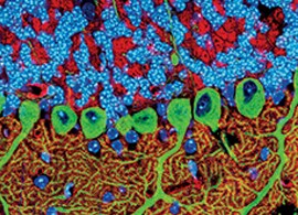 Fluorescence Imaging Information | Thermo Fisher Scientific - CN