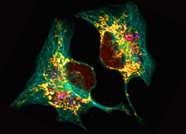 Cell Imaging Information | Thermo Fisher Scientific - CN