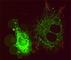 细胞活力、增殖和细胞周期 | Thermo Fisher Scientific - CN