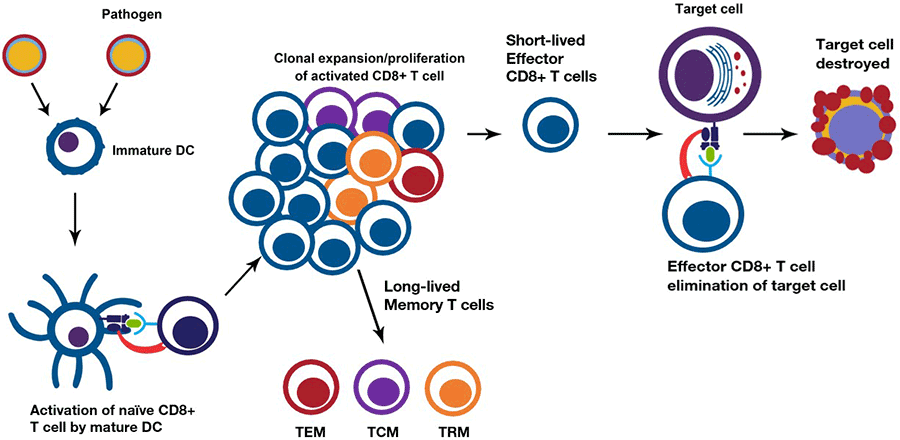 CTL细胞毒性T细胞(CD8+T细胞)是什么细胞-赛默飞 | Thermo Fisher Scientific - CN